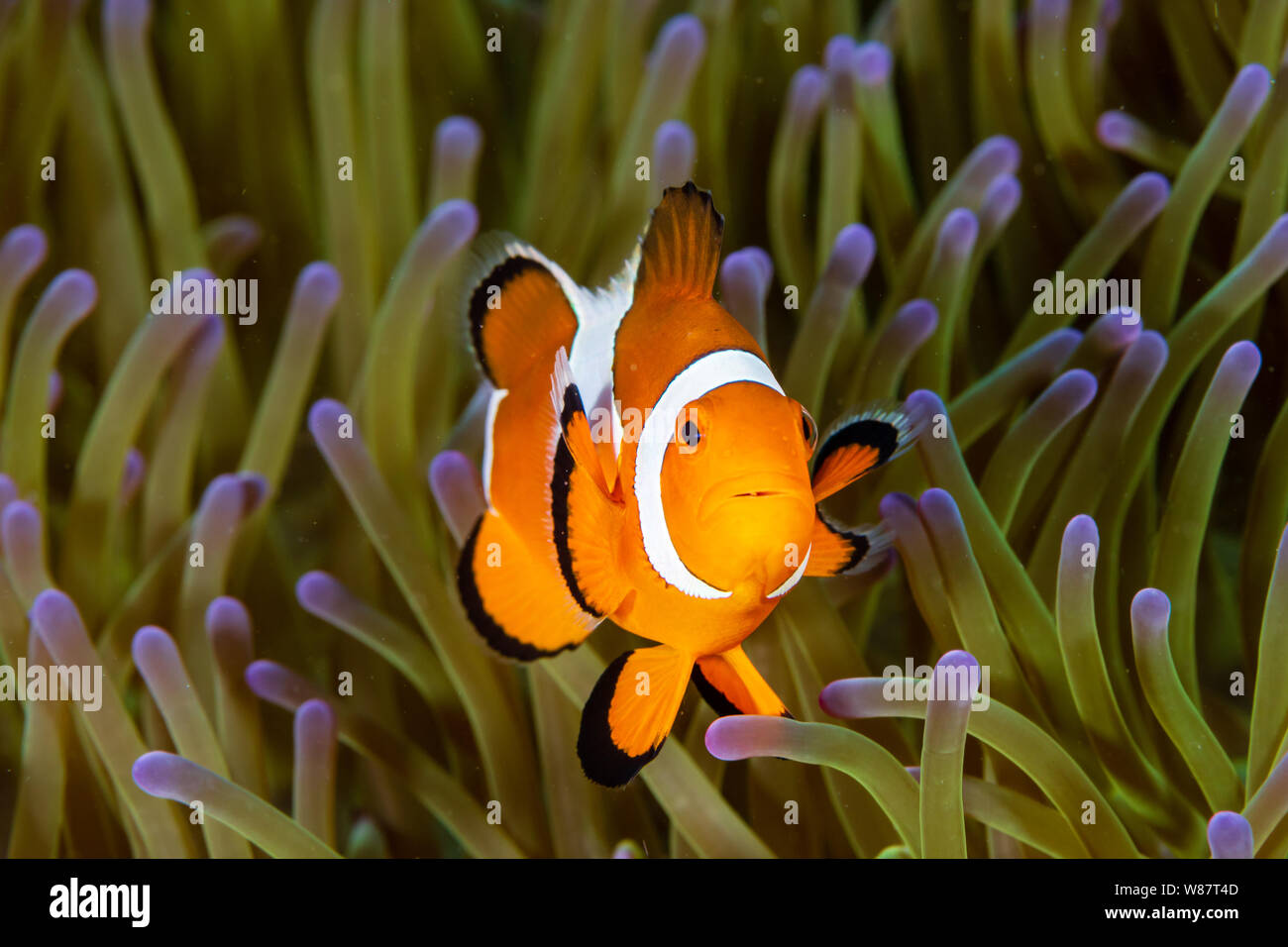 Cute Common Clownfish in the Tentacles of its Host Anemone on a ...