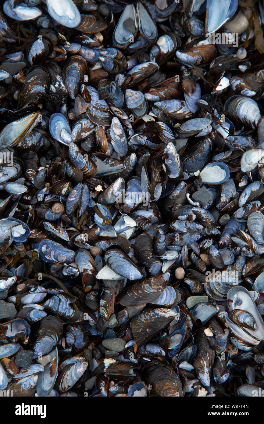 Mussel shells hi-res stock photography and images - Alamy