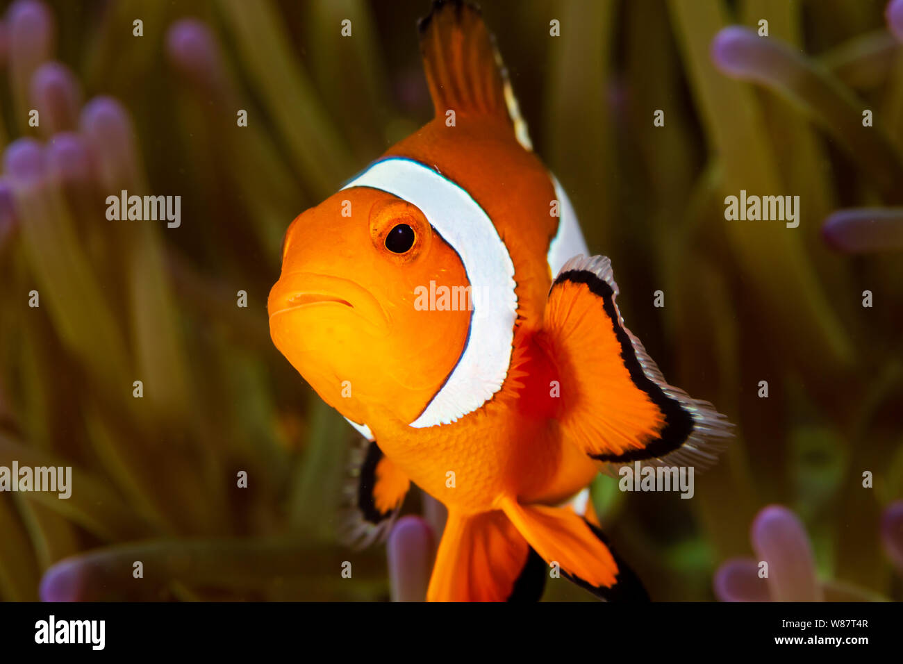 Cute Common Clownfish in the Tentacles of its Host Anemone on a ...