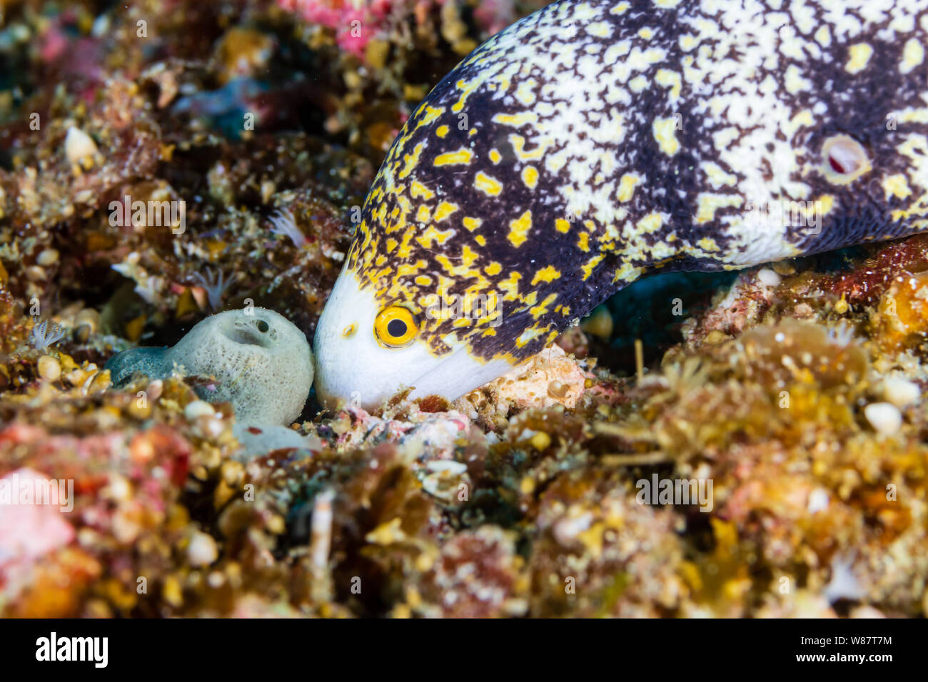 Snowflake moray eel feeding hi-res stock photography and images - Alamy