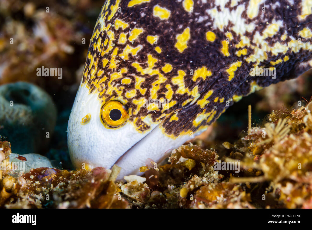 Snowflake Moray Eel Feeding on a Tropical Coral Reef Stock Photo - Alamy