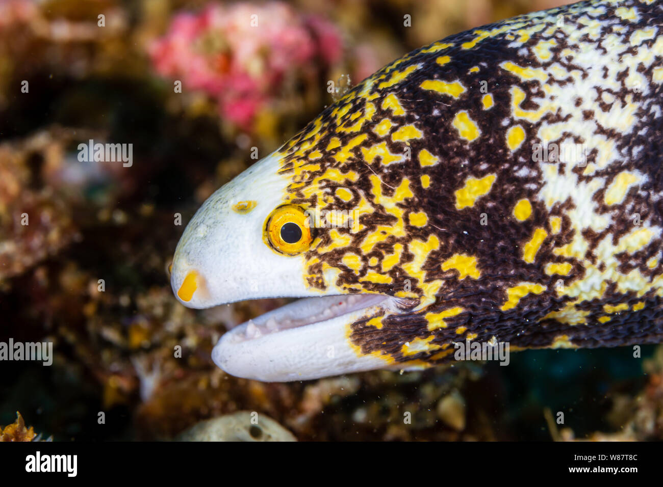 Snowflake moray eel hi-res stock photography and images - Alamy