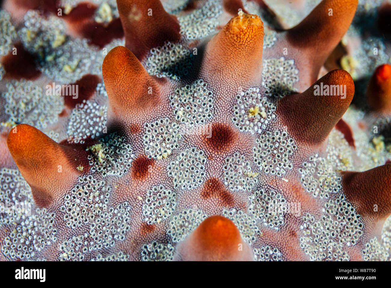 Macro Closeup of the Back of a Starfish on a Coral Reef Stock Photo - Alamy