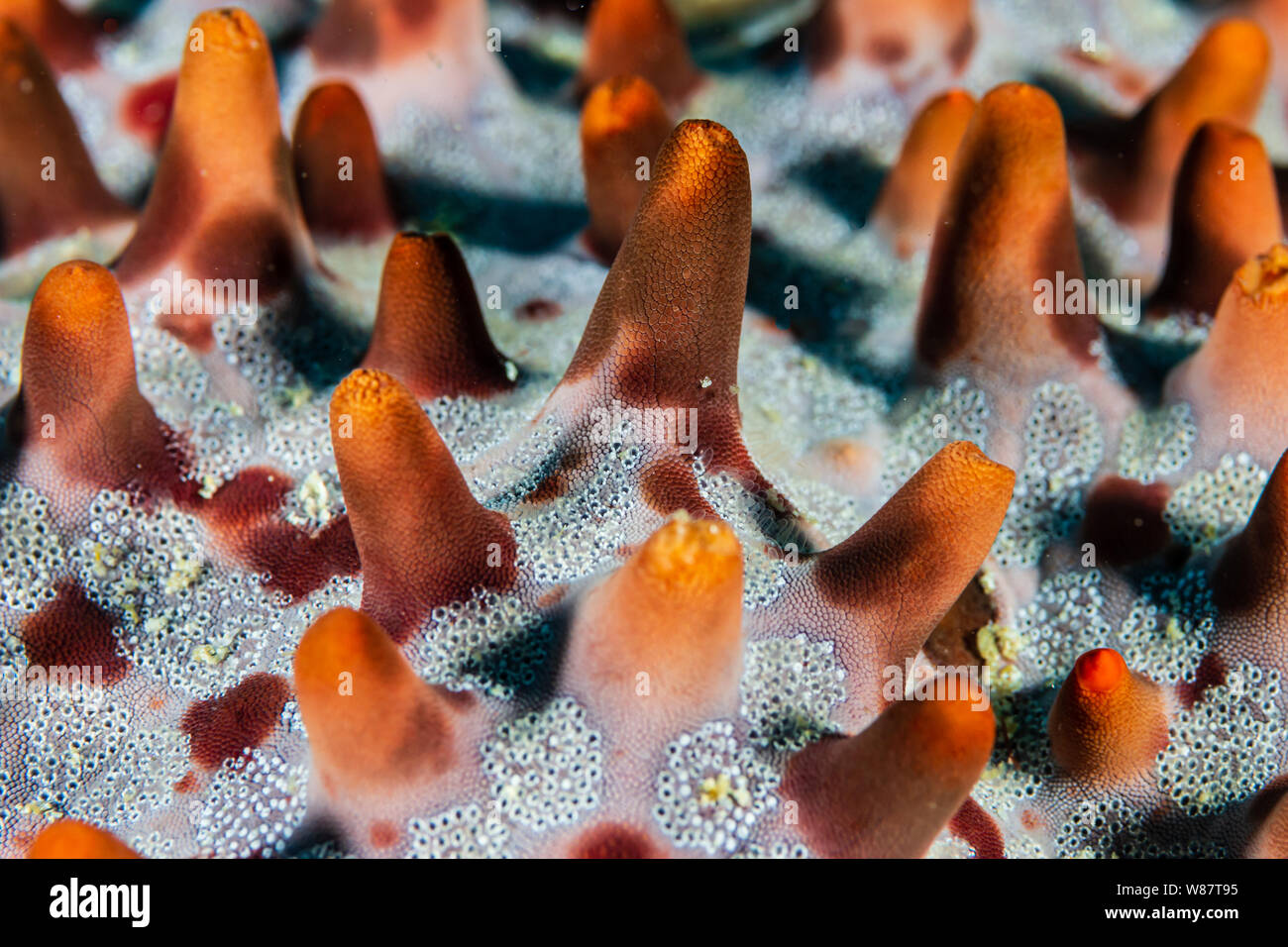 Macro Closeup of the Back of a Starfish on a Coral Reef Stock Photo - Alamy