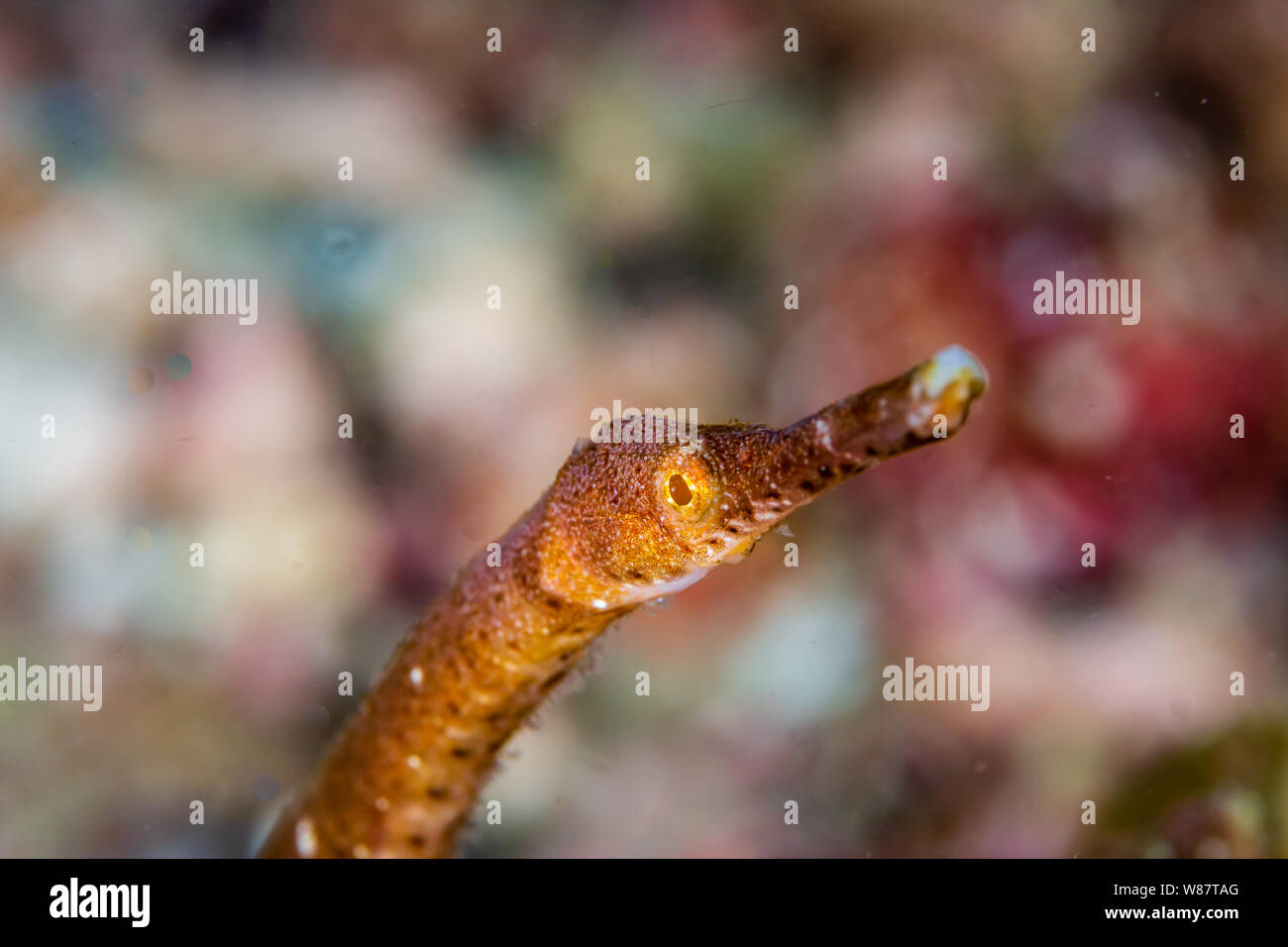 Closeup of a Pipefish Underwater on a Coral Reef Stock Photo - Alamy