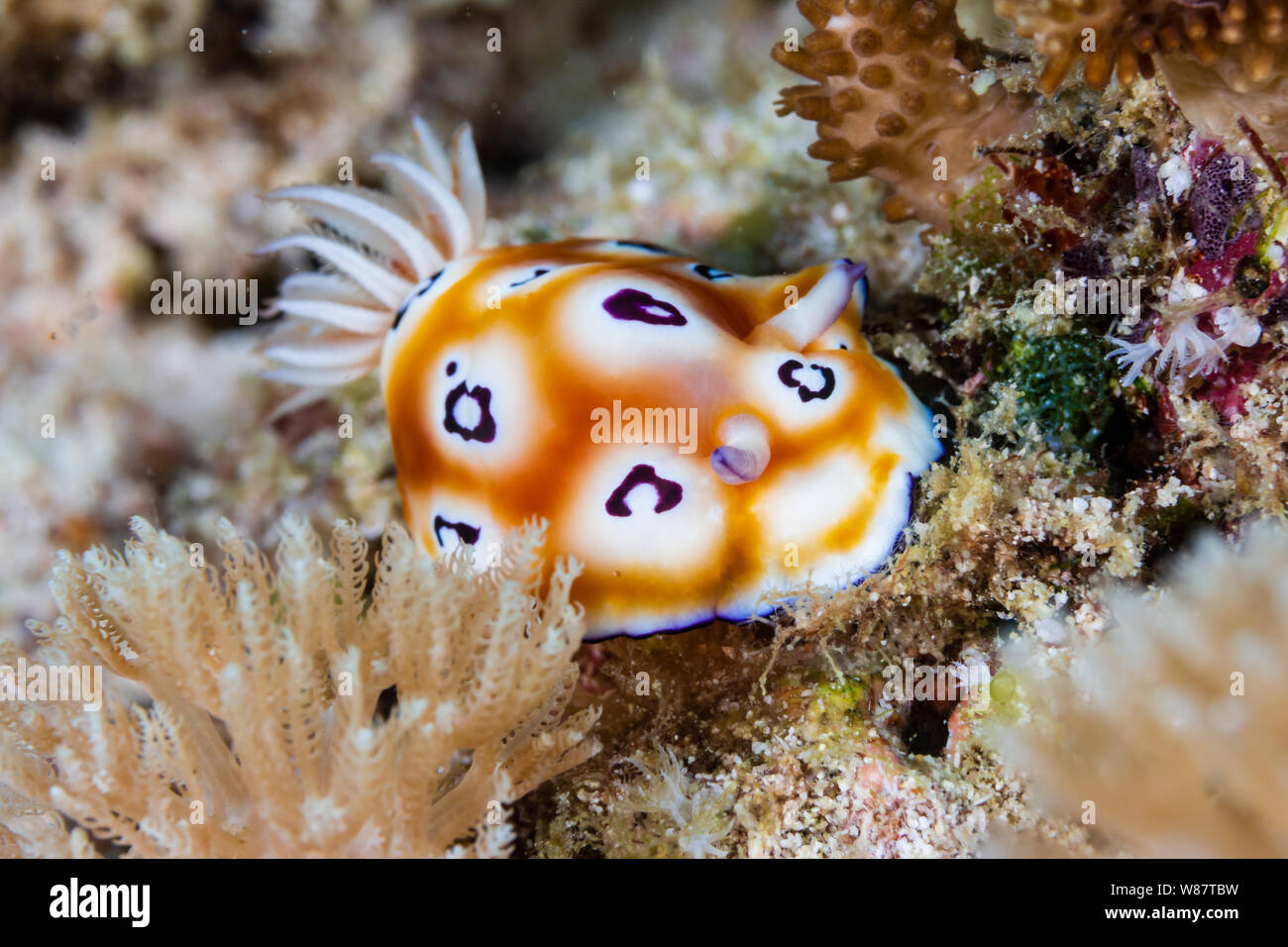 Colorful Nudibranch on a Tropical Coral Reef Stock Photo - Alamy
