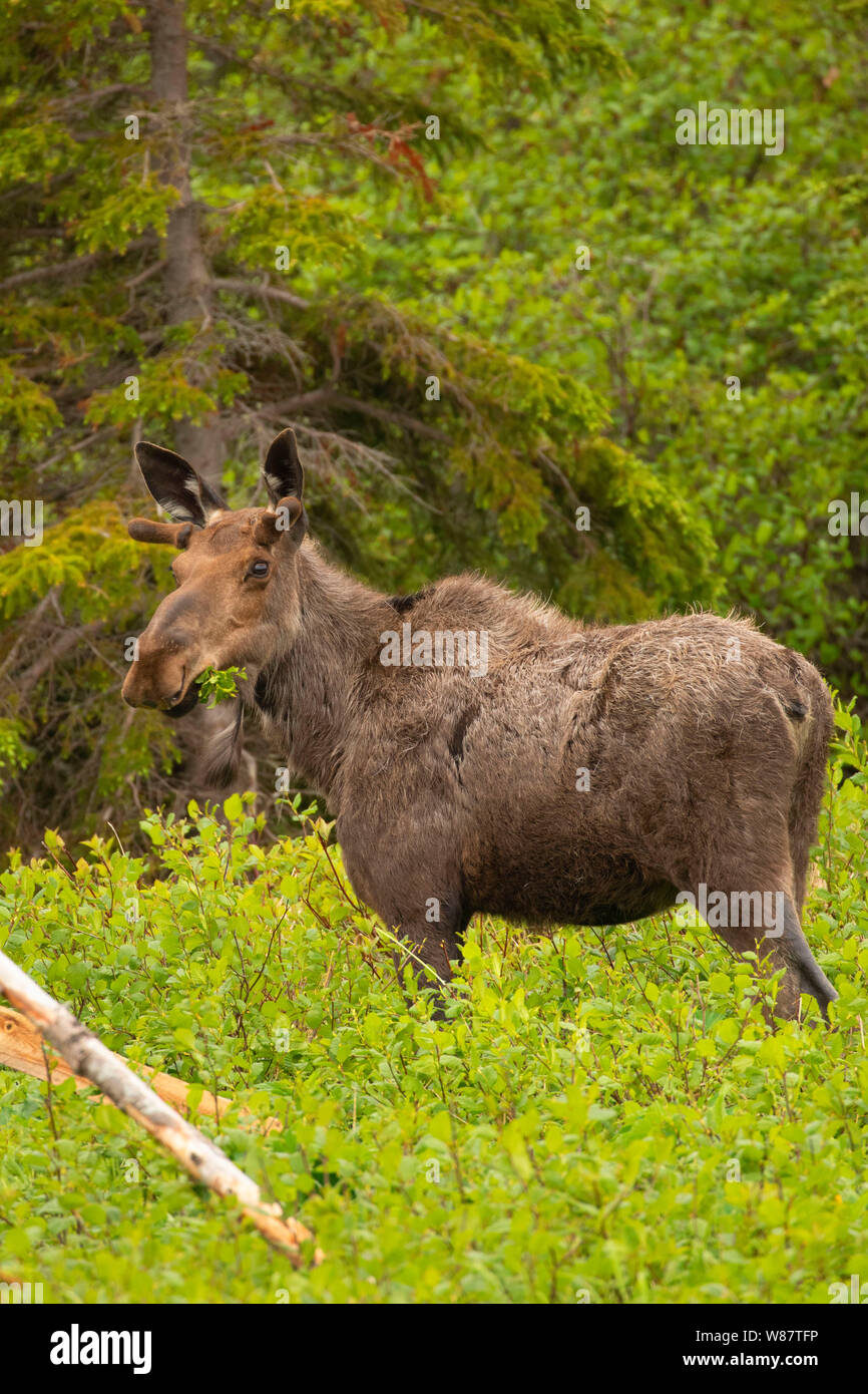 Labrador peninsula hi-res stock photography and images - Alamy