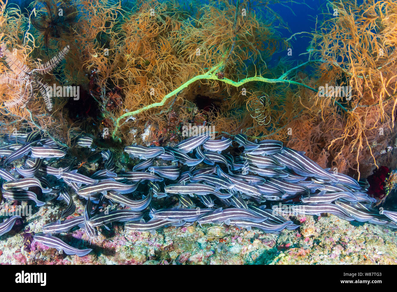 School of Striped Eel Catfish on a Tropical Coral Reef in the ...