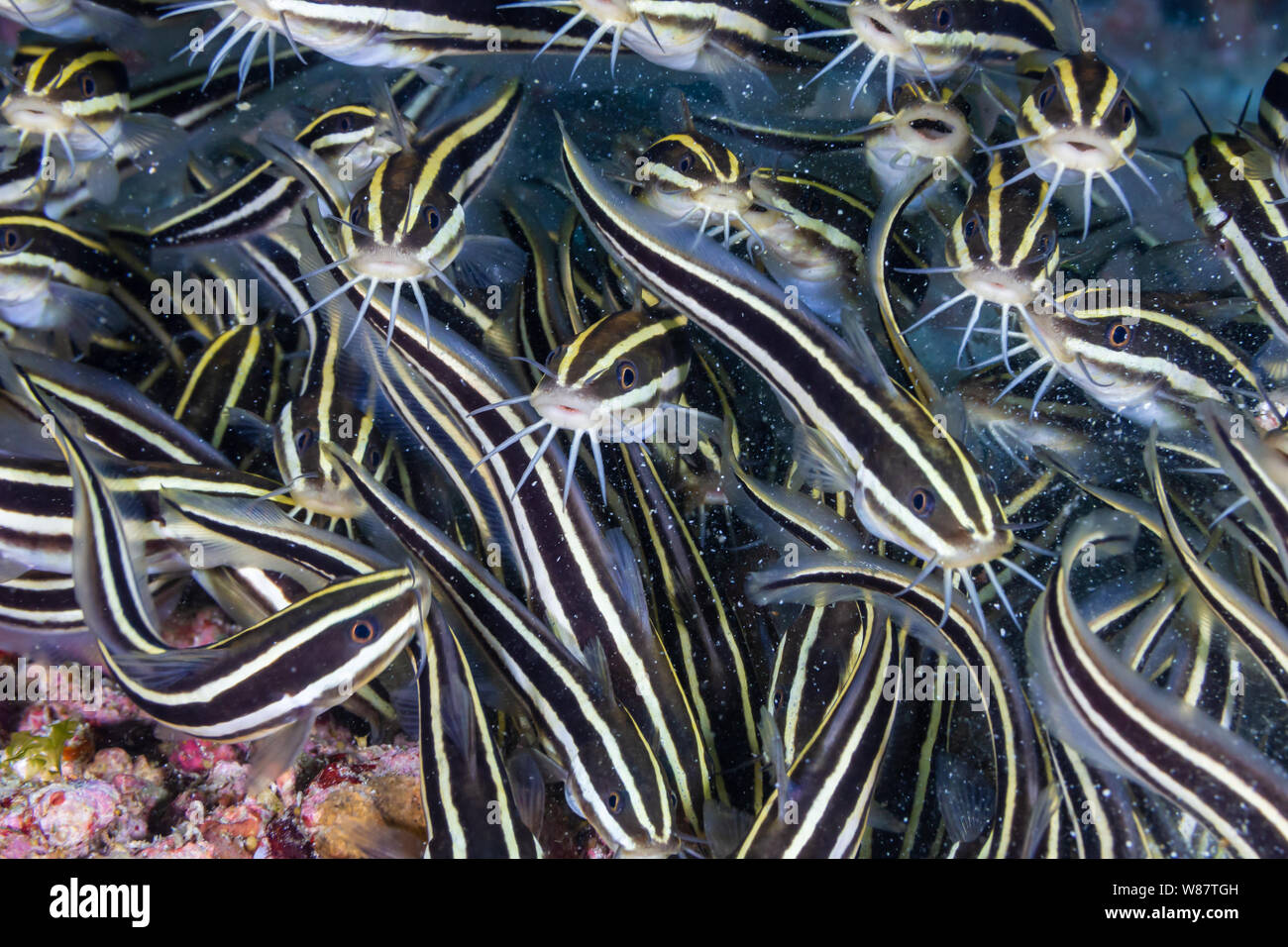 School of Striped Eel Catfish on a Tropical Coral Reef in the ...