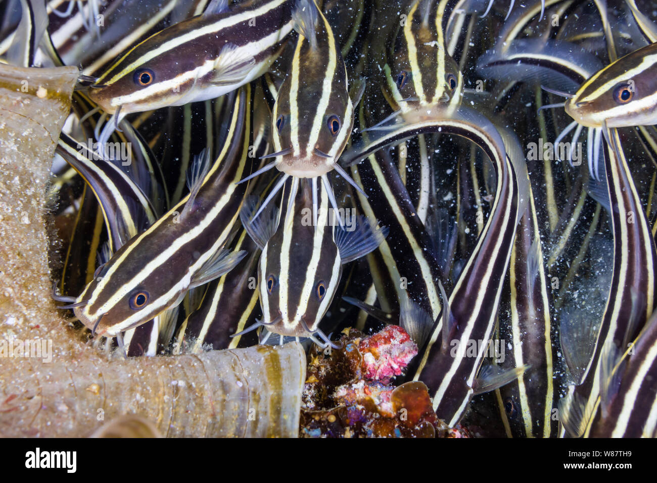 School of Striped Eel Catfish on a Tropical Coral Reef in the ...