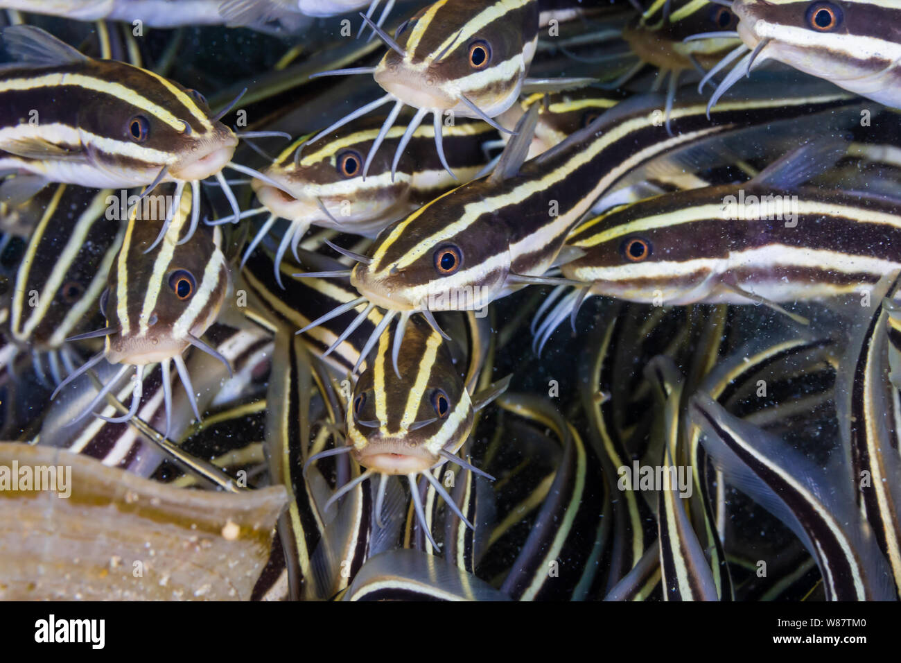 School of Striped Eel Catfish on a Tropical Coral Reef in the ...