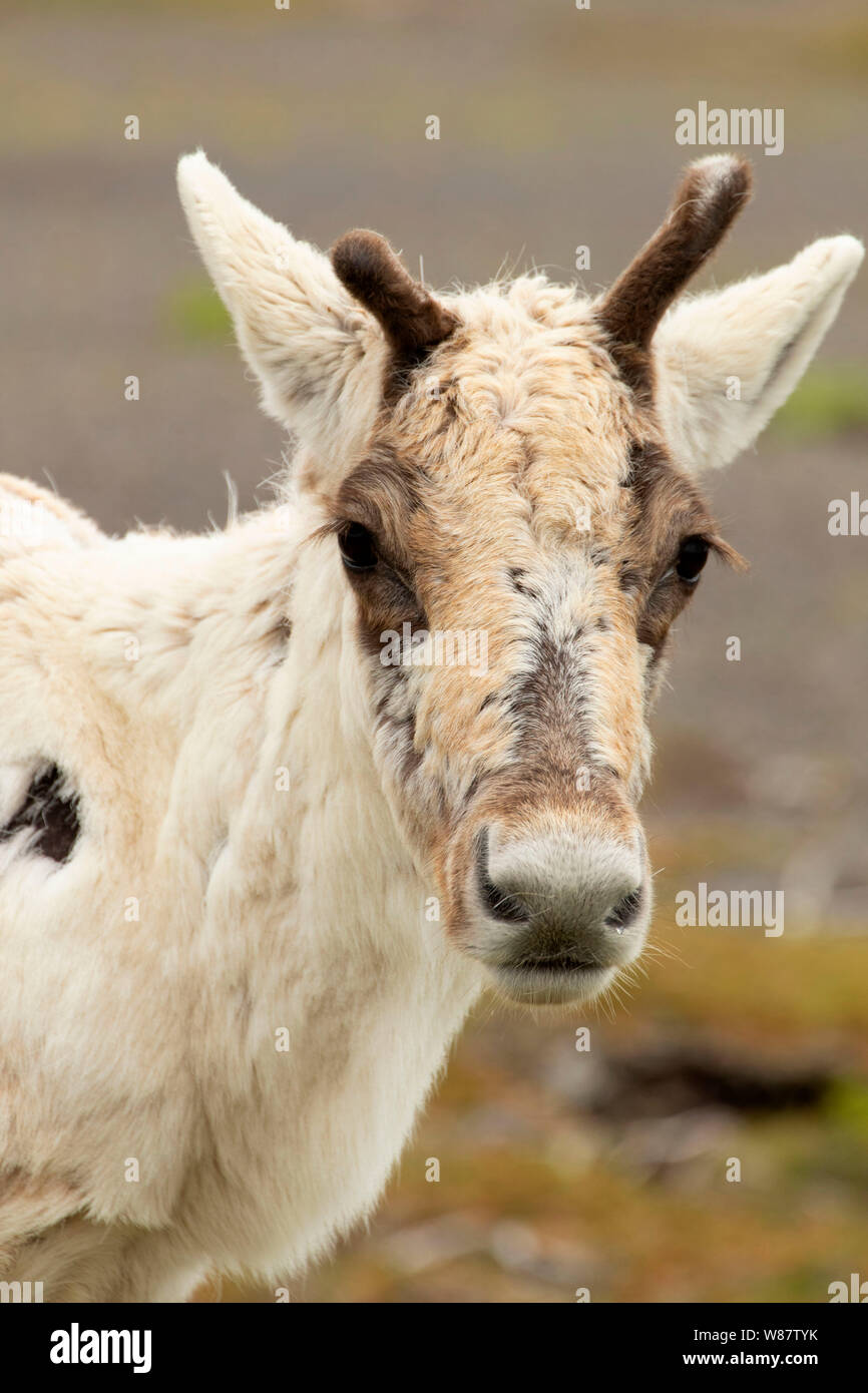 Woodland caribou, Port au Choix National Historic Site, Newfoundland ...