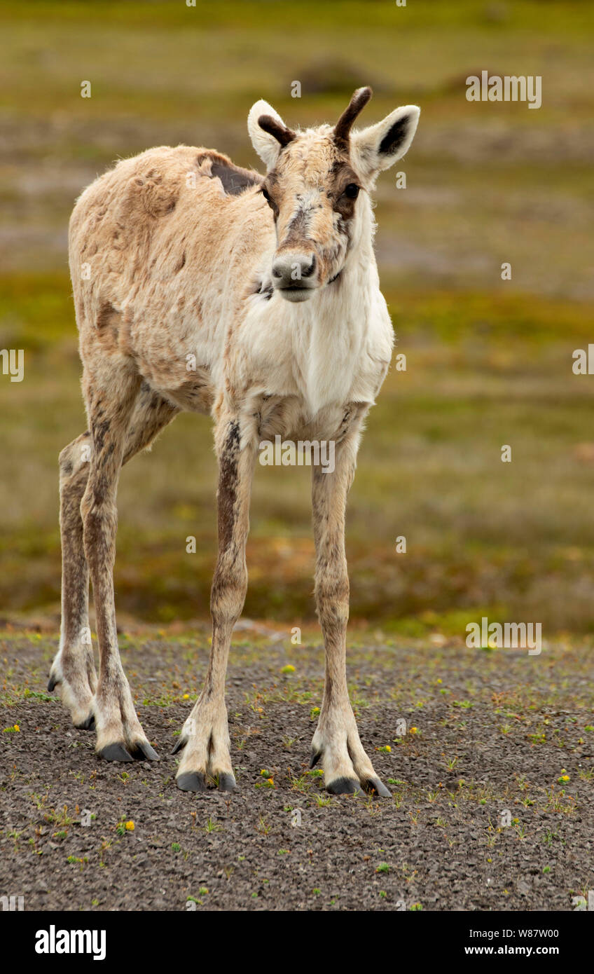 Labrador and caribou hi-res stock photography and images - Alamy