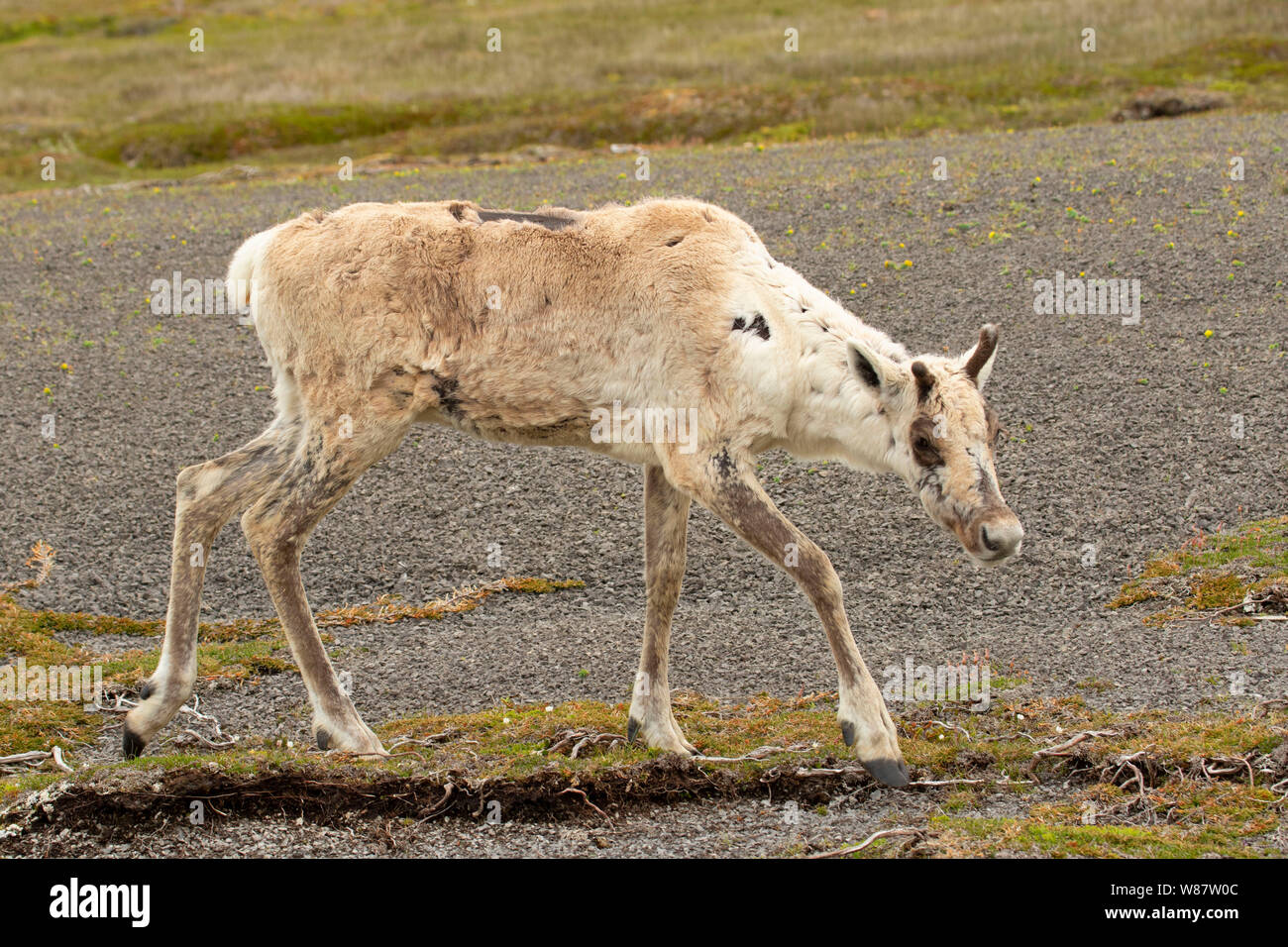 Woodland caribou, Port au Choix National Historic Site, Newfoundland ...