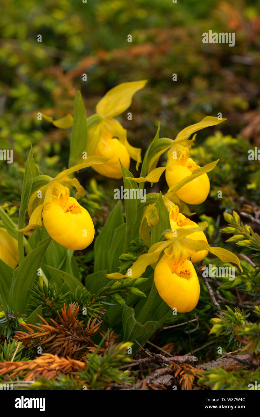 National flower of newfoundland hi-res stock photography and images - Alamy