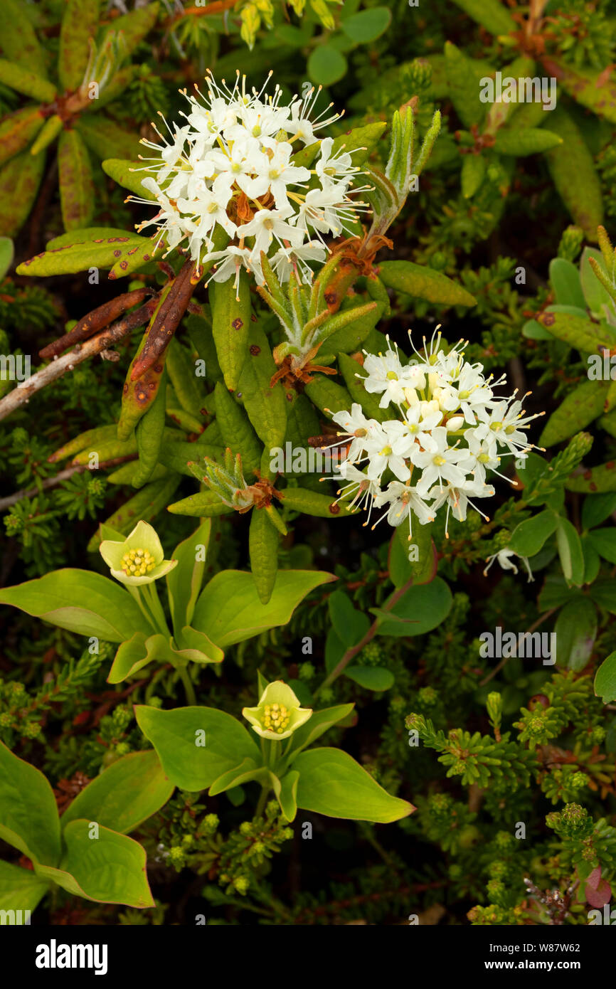 Labrador tea along Philip's Garden Coastal Trail, Port au Choix ...