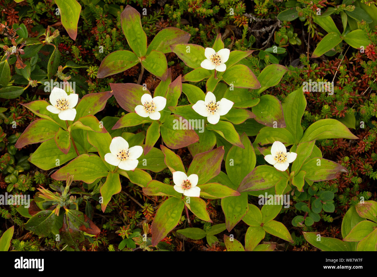 Canada National Flower