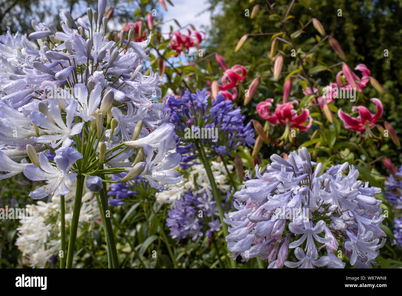 Agapanthus garden hi-res stock photography and images - Alamy