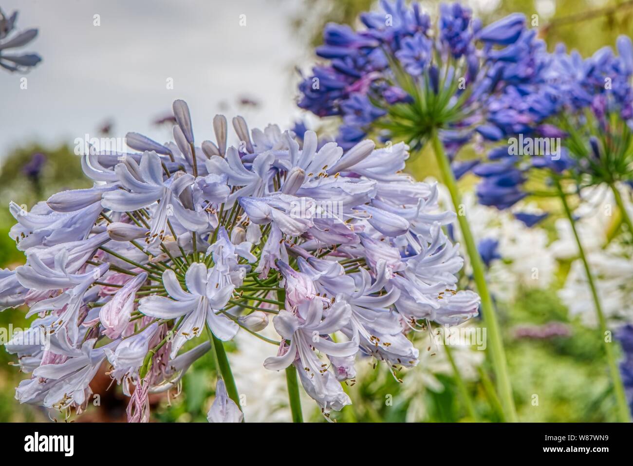 Agapanthus garden scene hi-res stock photography and images - Alamy