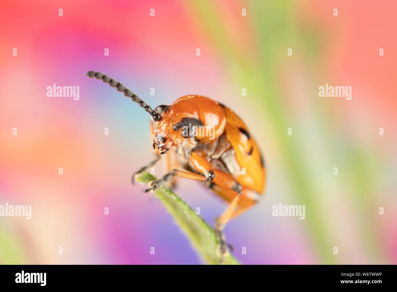 Red beetle with black spots on asparagus hi-res stock photography and ...