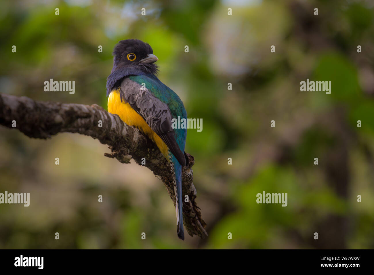 Whitebars hi-res stock photography and images - Alamy