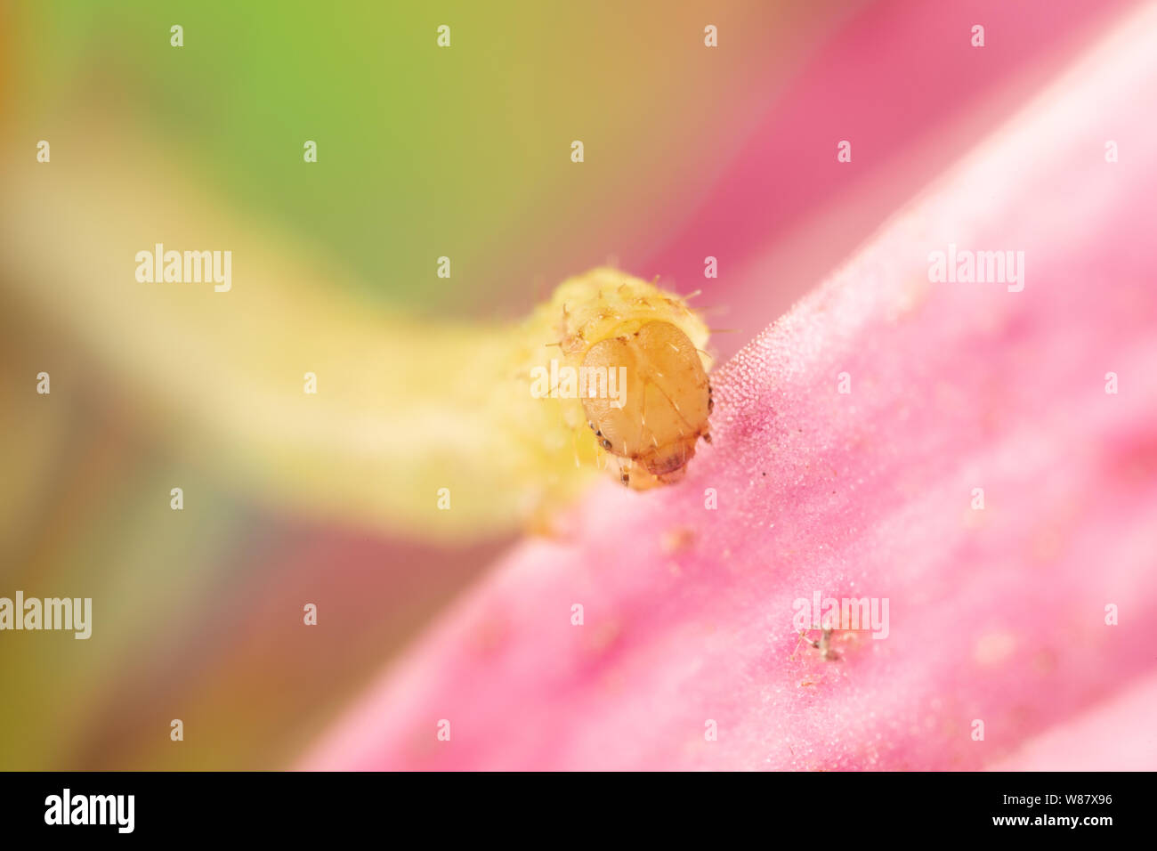 Macro photo of a green inch worm on a purple flower petal with cute ...