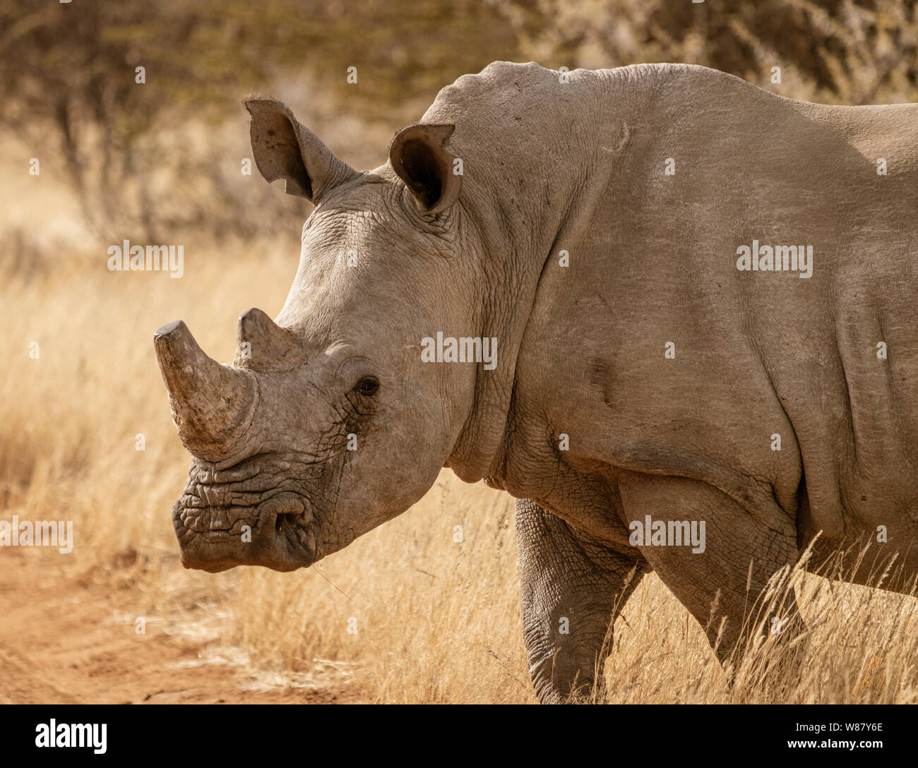 White rhino stands on hi-res stock photography and images - Alamy