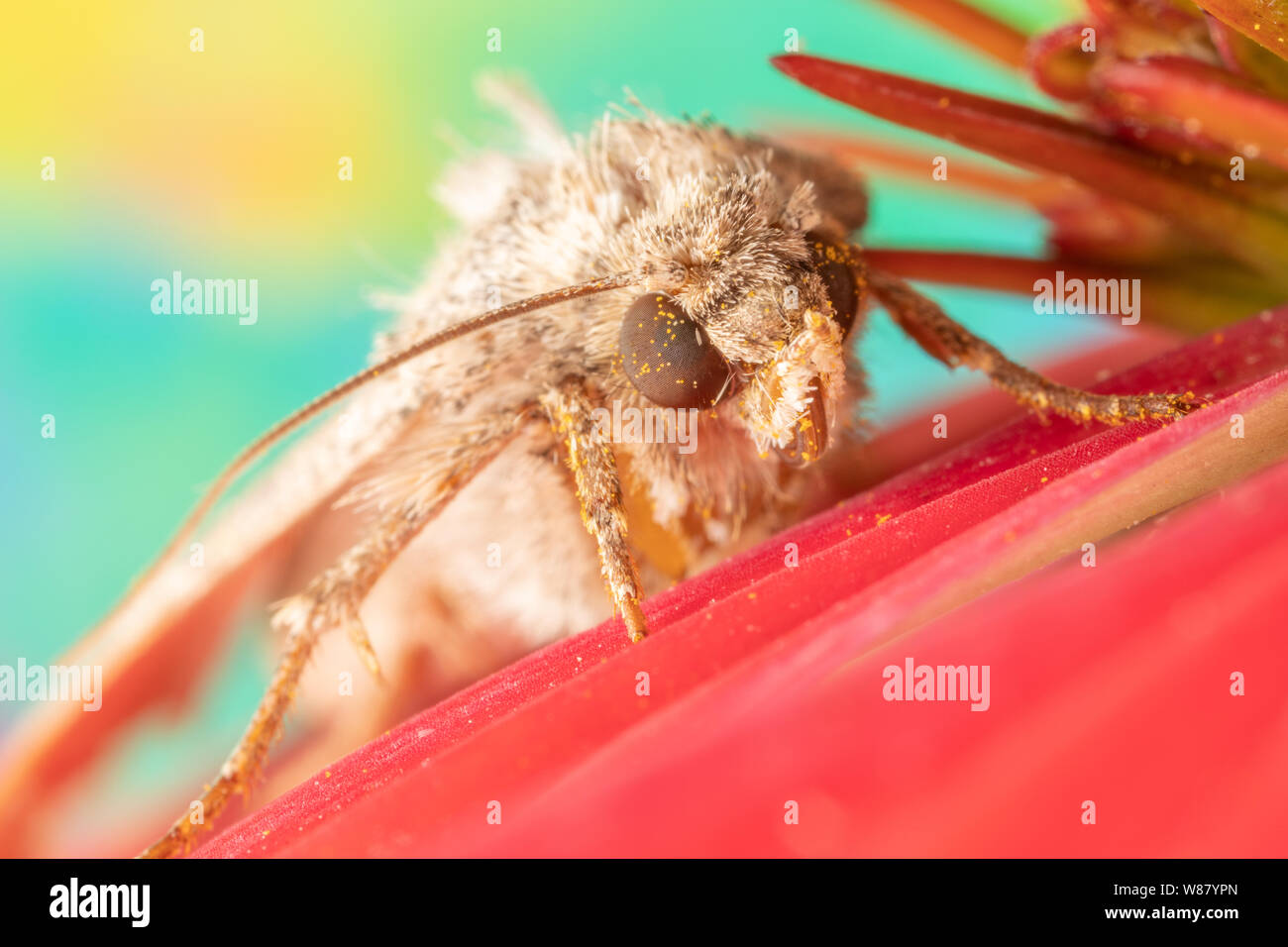 Macro photo of a moth with pollen on its eyes and body resting on a ...