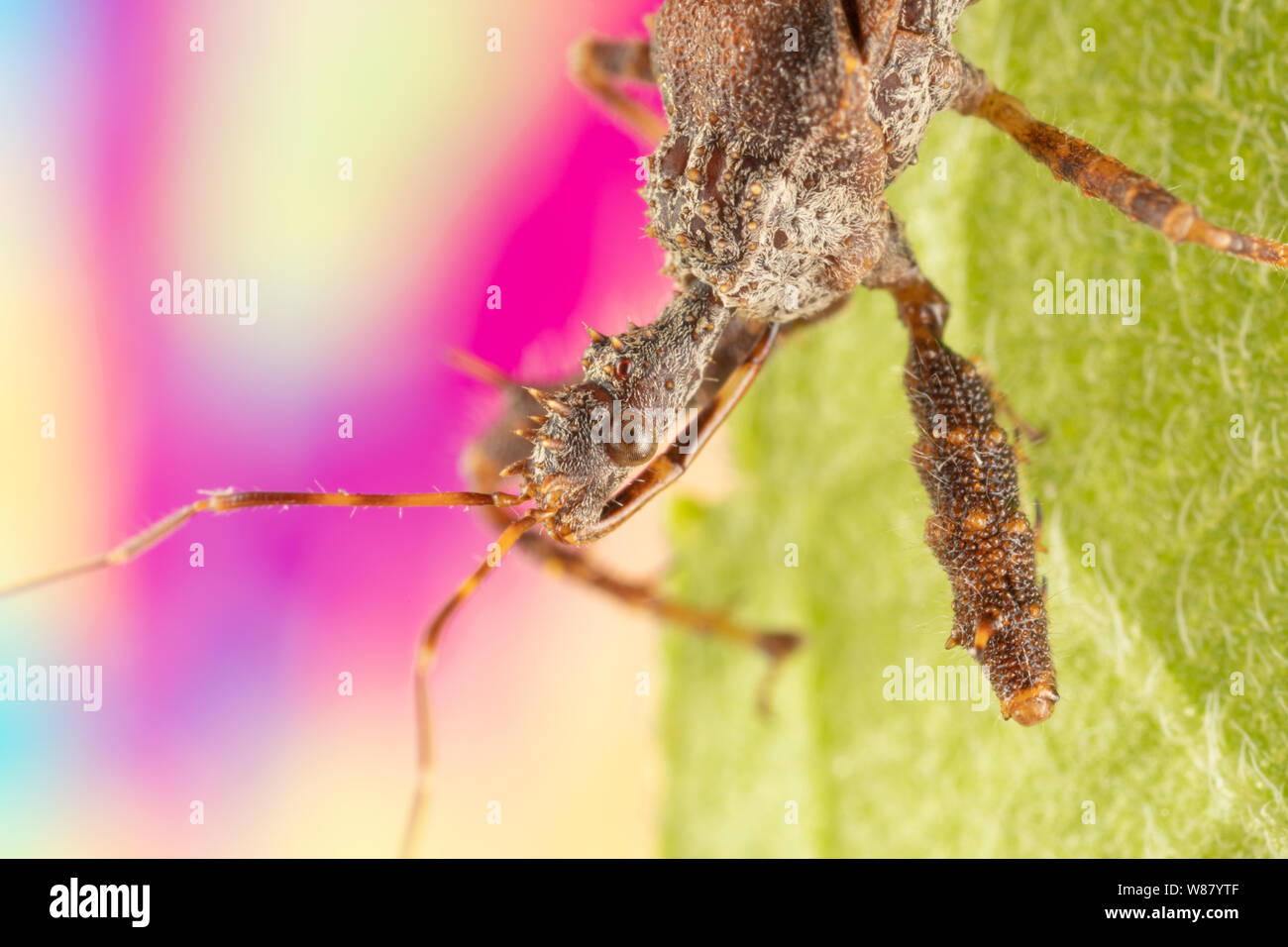 Macro shot of an assassin bug up close with spikes, hair, and a ...