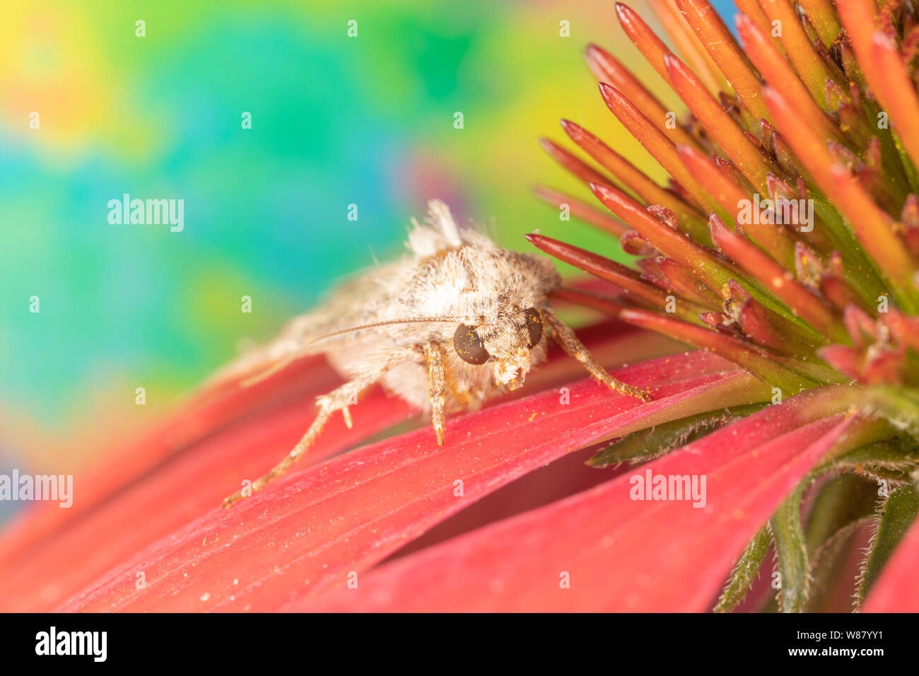 Macro photo of a moth with pollen on its eyes and body resting on a ...
