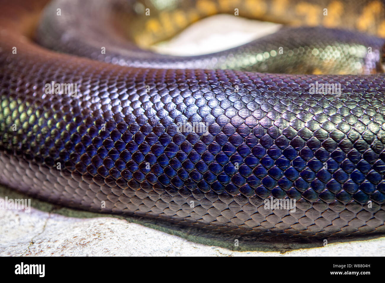 macro image of snake skin Stock Photo - Alamy