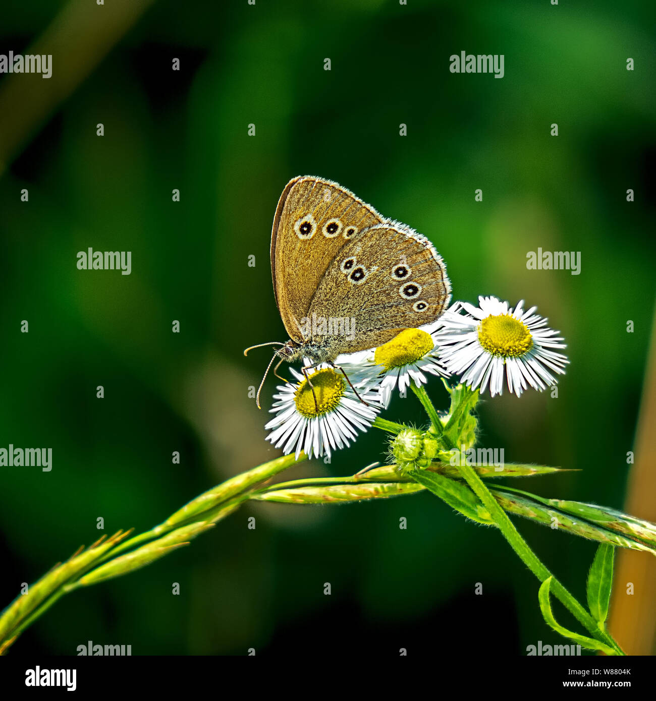 Green underside blue butterfly hi-res stock photography and images - Alamy