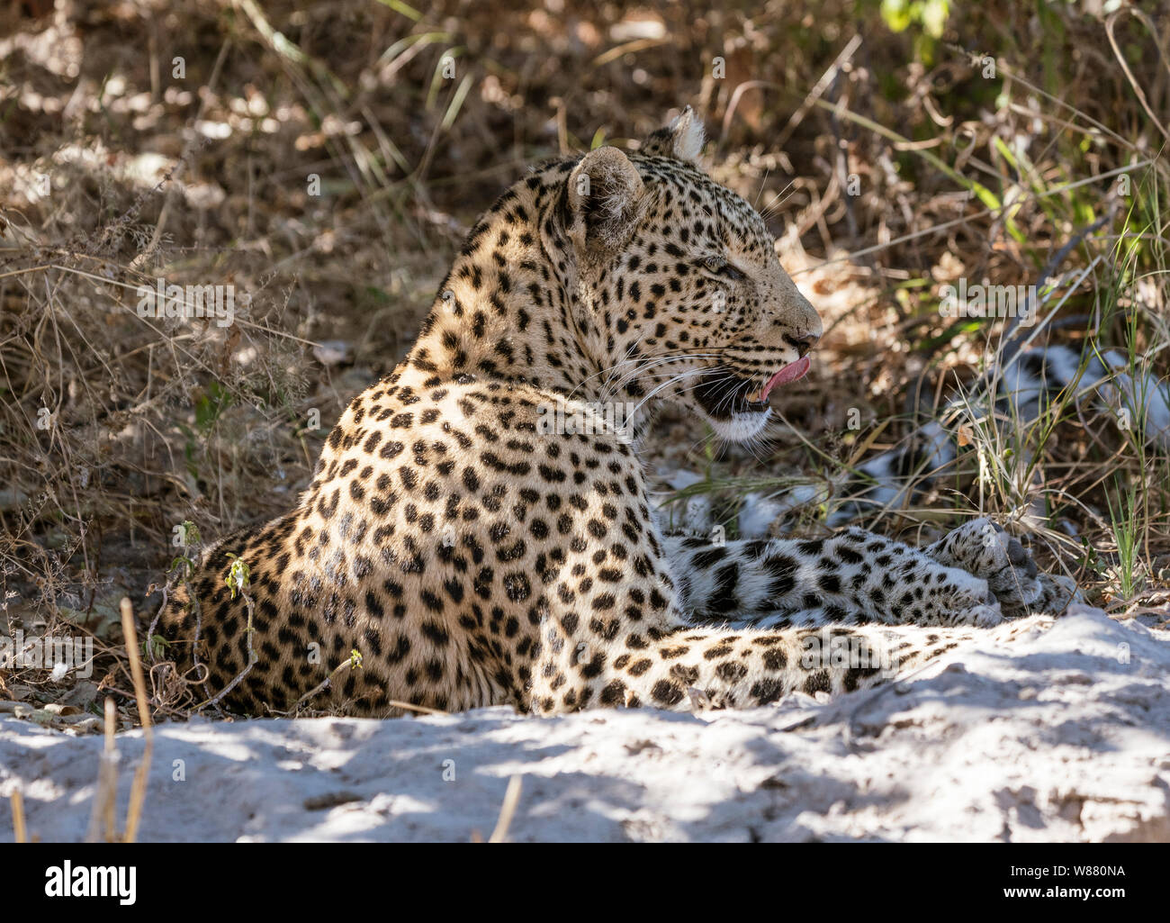 Leopard sits on sand, licking his chops while scanning the horizon in ...