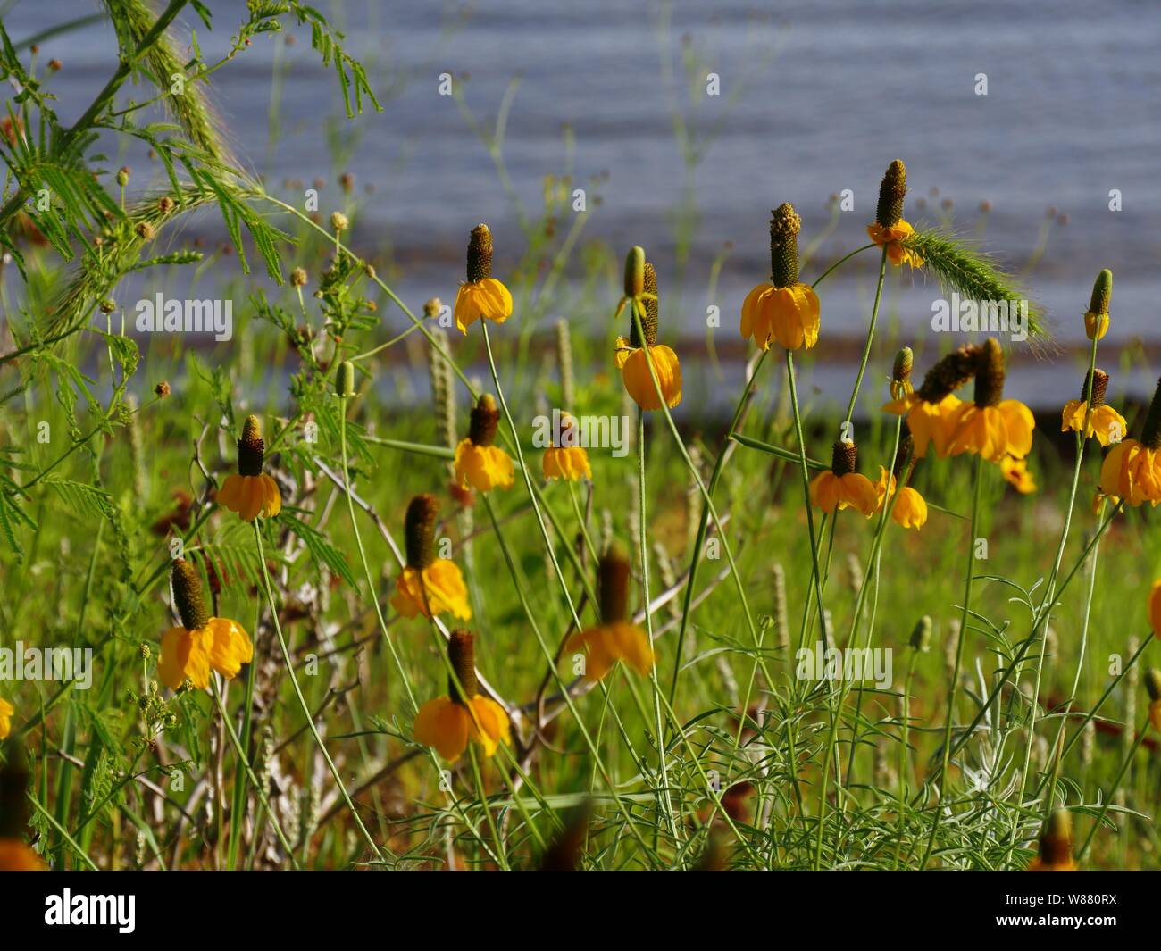 Medium wide shot of yellow flowers by the lakeside Stock Photo - Alamy