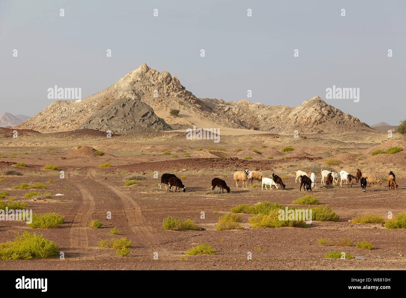 Sheep and goats grazing in desert landscape with mountains in the ...