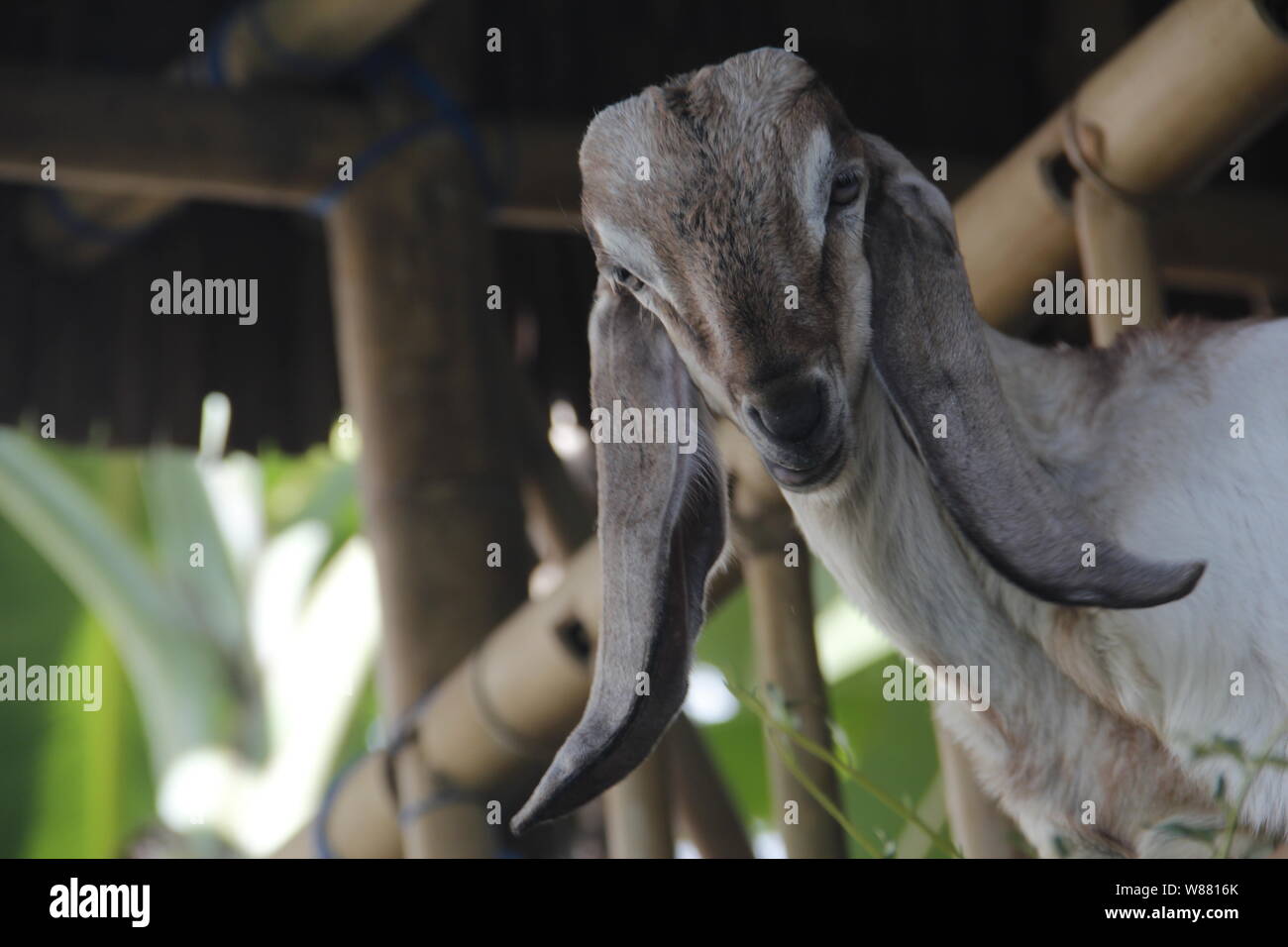 Fat goat hi-res stock photography and images - Alamy