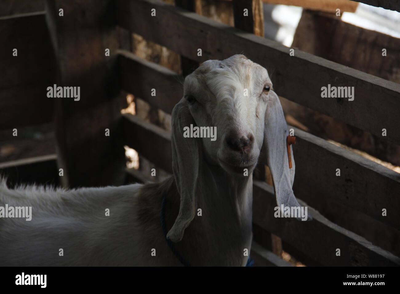 Fat goat hi-res stock photography and images - Alamy