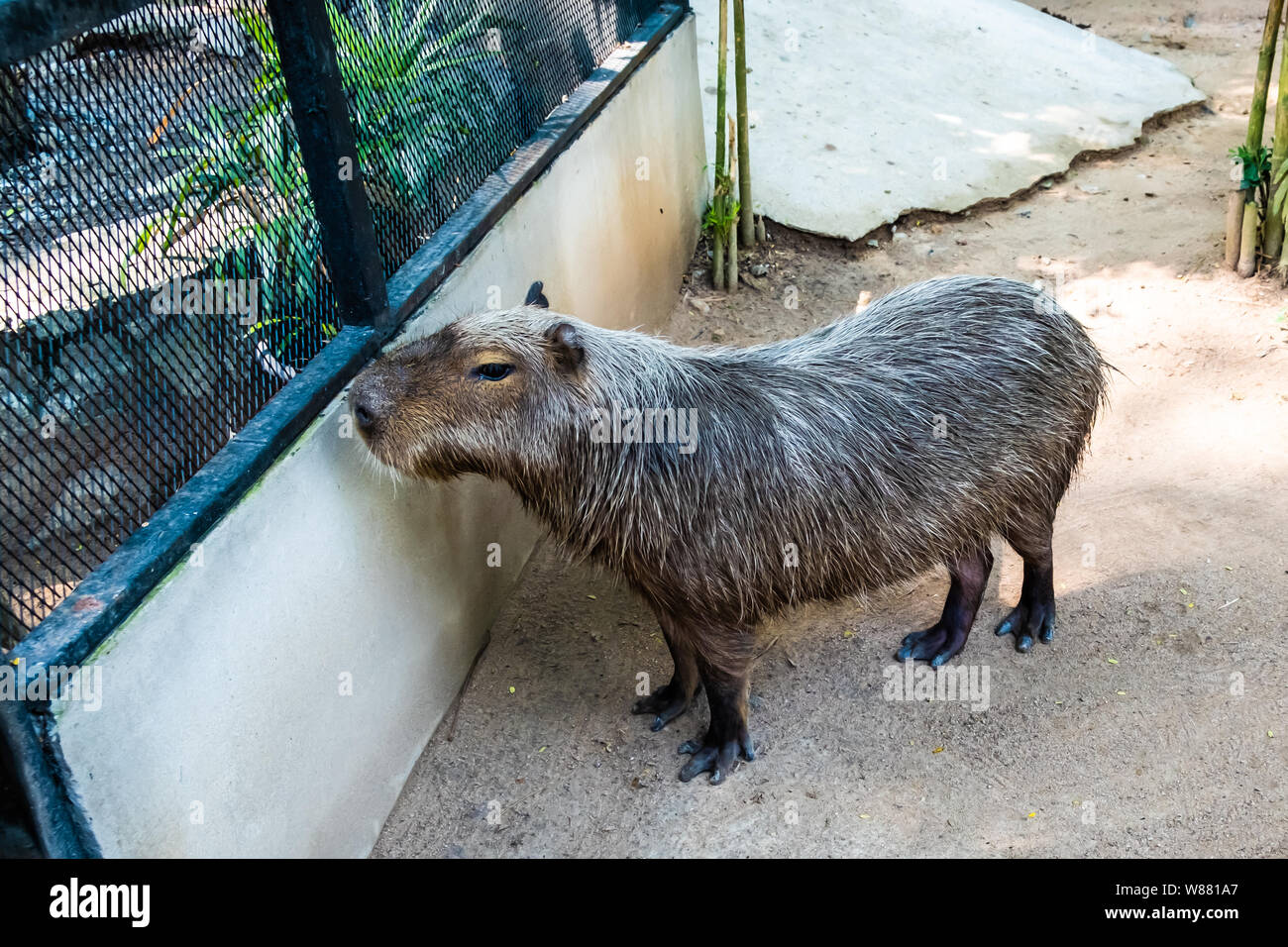 Capybara. The capybara Hydrochoerus hydrochaeris. largest rodent in the ...