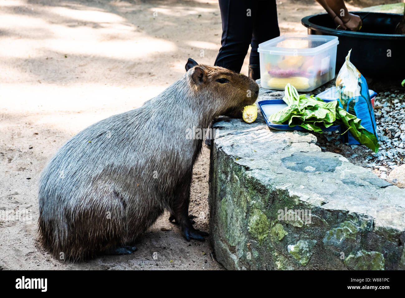 Capybara. The capybara Hydrochoerus hydrochaeris. largest rodent in the ...