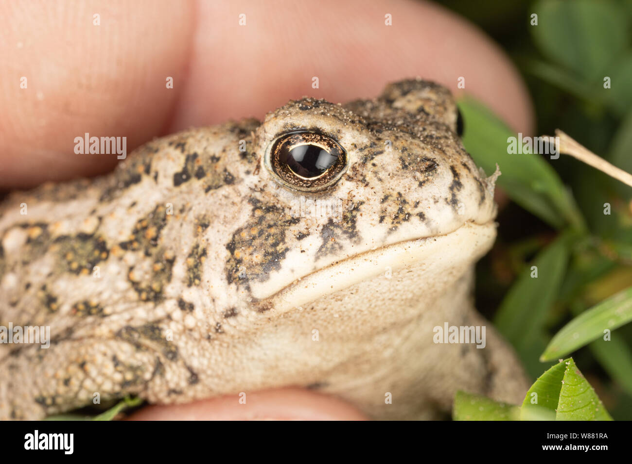 Macro photo of a chubby little toad being held in a hand Stock Photo ...
