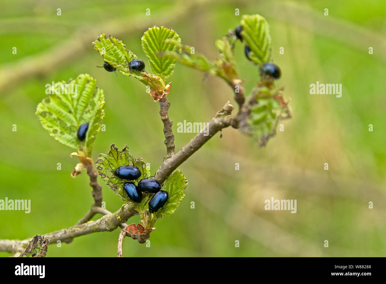 Damage to alder tree hi-res stock photography and images - Alamy