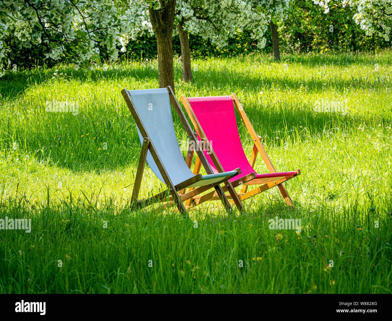 Deckchairs in garden with blossom in spring Stock Photo - Alamy