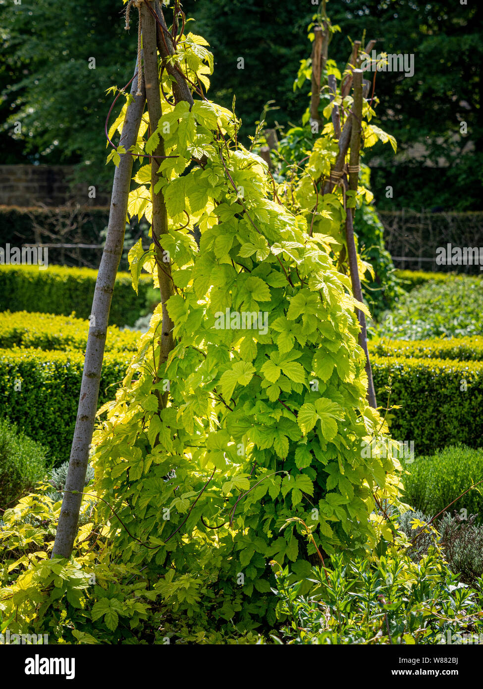 Golden hop hi-res stock photography and images - Alamy