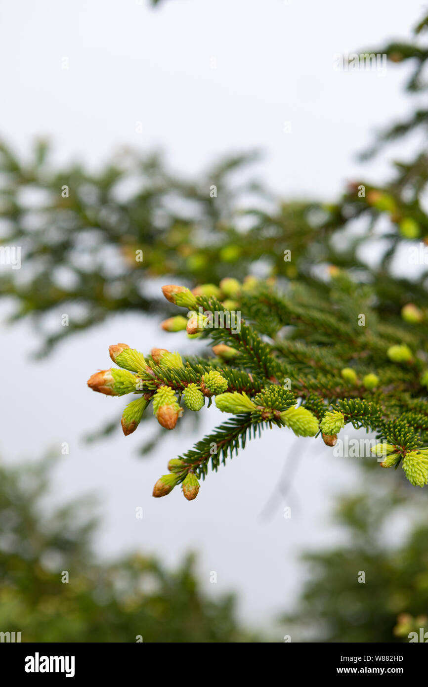 close up of young lush green sprouts of conifer with a blurred ...