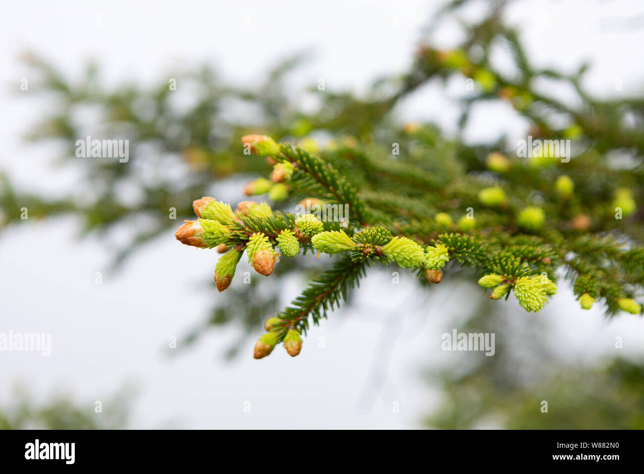 Conifer plant hi-res stock photography and images - Alamy