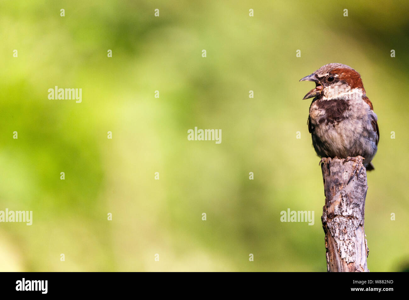 Nice small bird, called House Sparrow (parus domesticus) posed over a ...