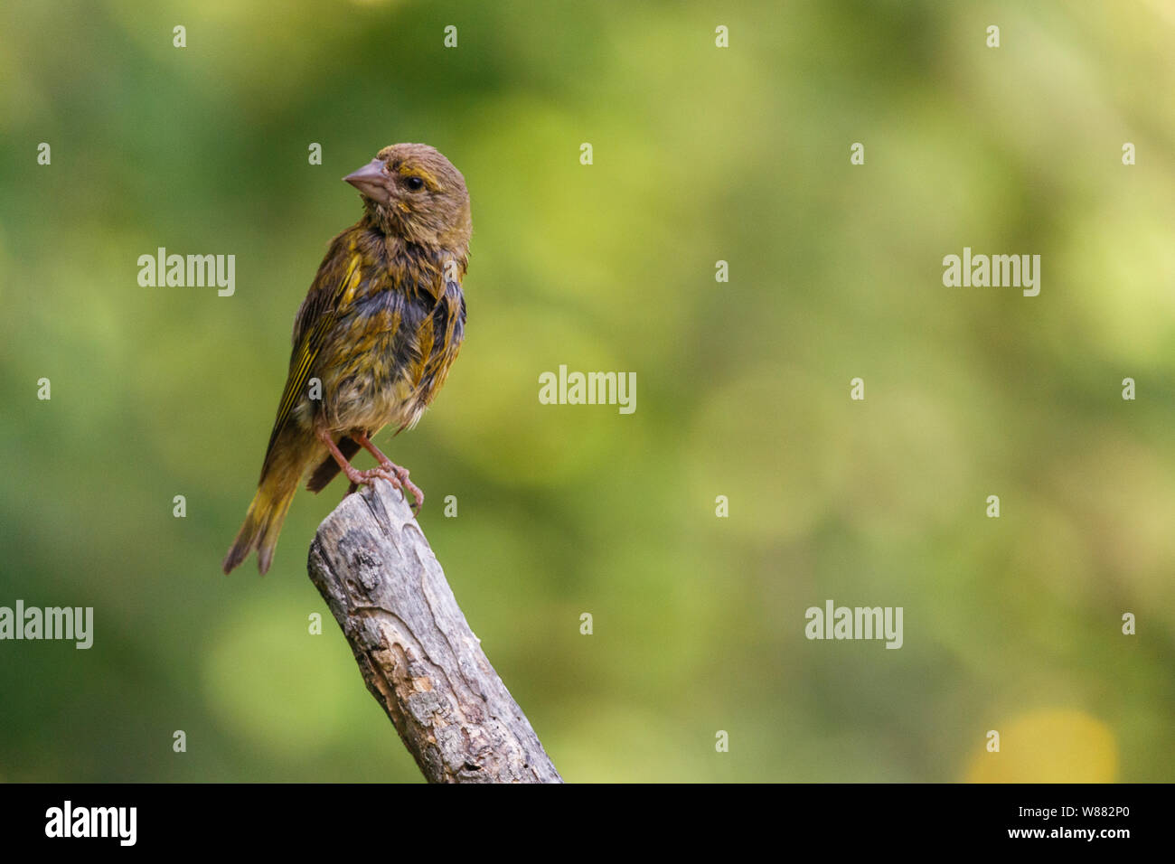 Small song bird species hi-res stock photography and images - Alamy