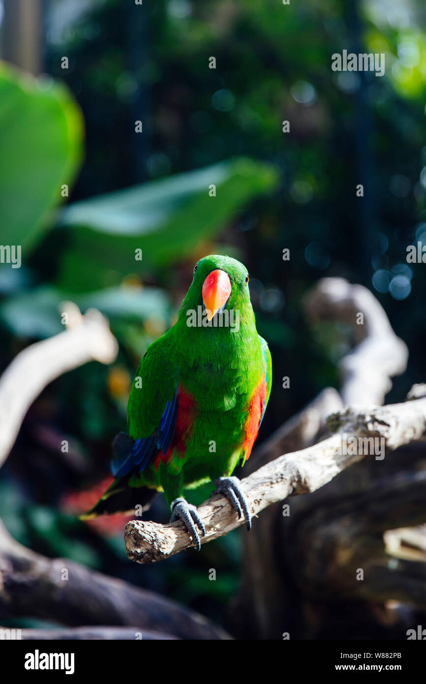 Southeast asian parrot hi-res stock photography and images - Alamy