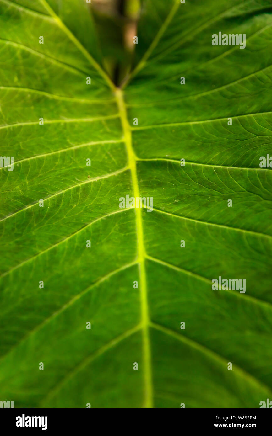 Fresh green leaf texture hi-res stock photography and images - Alamy