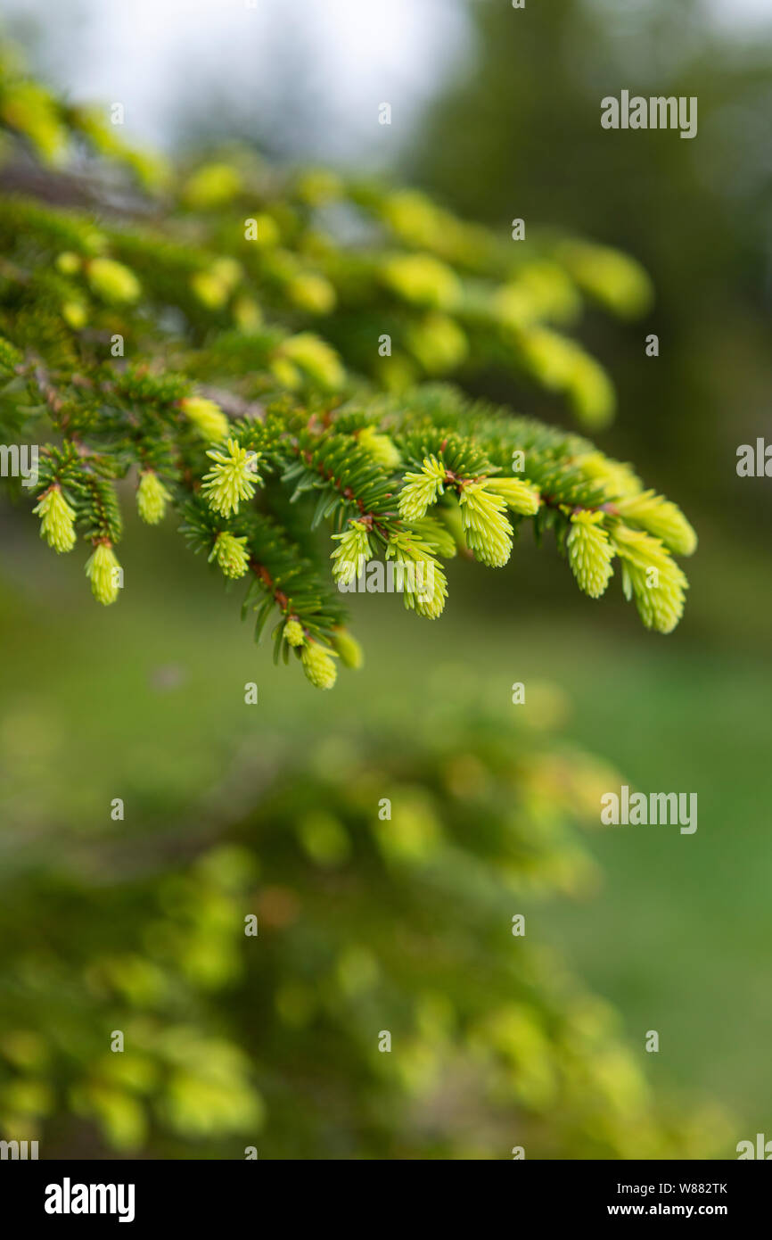 Conifer plant hi-res stock photography and images - Alamy